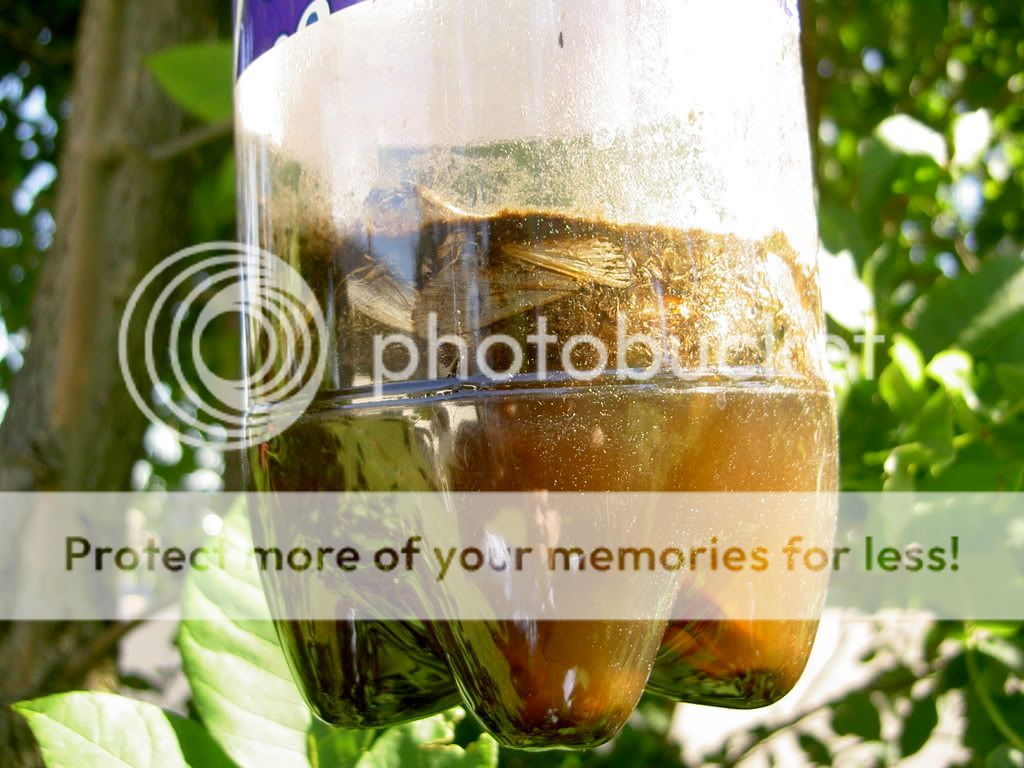 yellow jackets everywhere good or bad??? | Beesource Beekeeping Forums