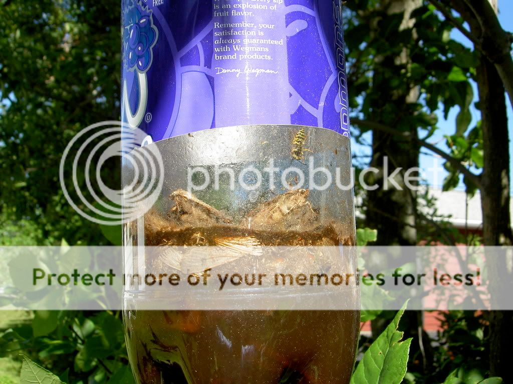 yellow jackets everywhere good or bad??? | Beesource Beekeeping Forums